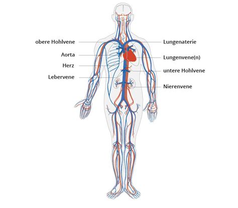 Herz Kreislauf System CardioSecur