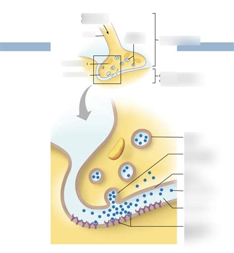 The Synapse Diagram Quizlet