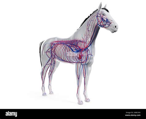 Anatomía 3D de la anatomía equina el sistema vascular Fotografía de