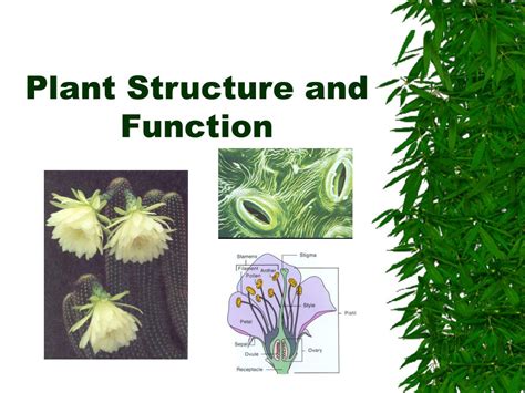 Ppt Plant Structure And Function Powerpoint Presentation Free