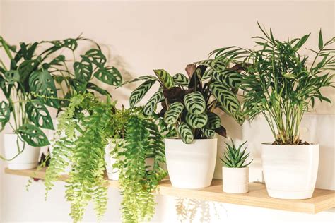 Top Des Plantes Dint Rieur Adopter Au Printemps