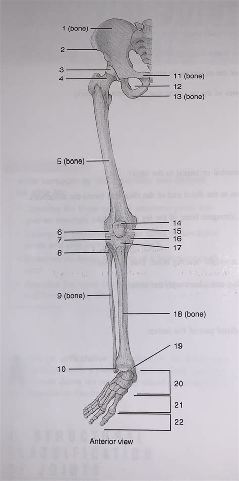 Ch 11 Quiz 3 Bones And Bone Markings Of The Pelvic Girdle And The