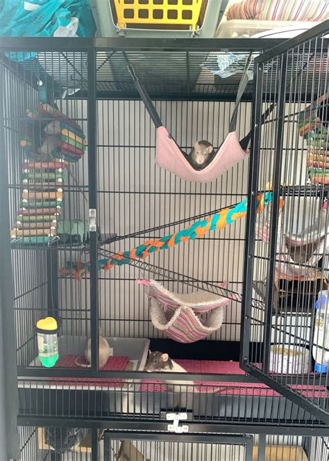 Critter Nation Rat Cage Artofit