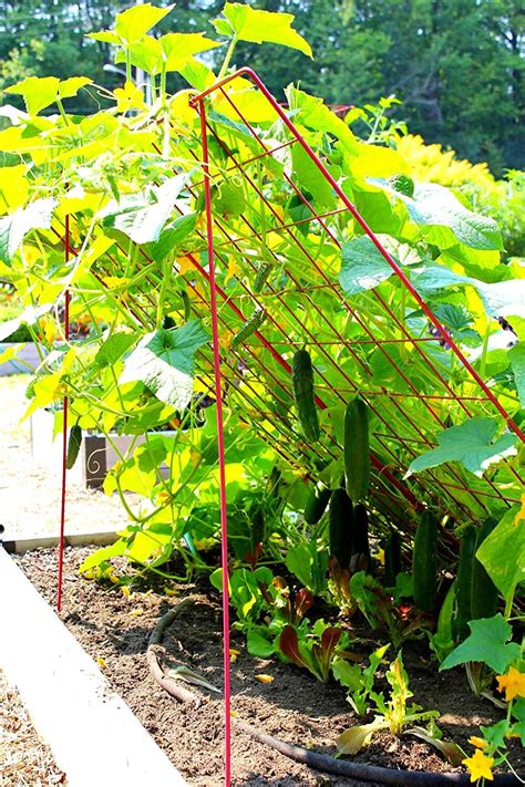 12 BEST Trellis For Cucumber In Raised Beds Slick Garden