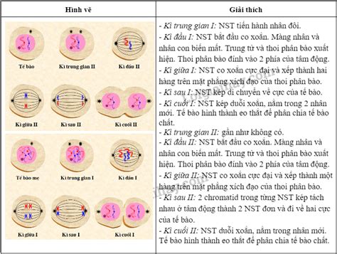 Sinh H C Ch N Tr I S Ng T O B I Th C H Nh Quan S T Ti U B N C C