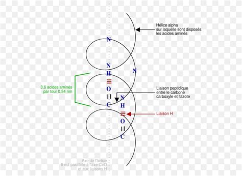 Alpha Helix Angle Beta Sheet Protein Png X Px Alpha Helix Area
