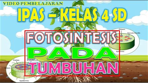 Ipas Kelas Sd Fotosintesis Pada Tubuhan Hijau Kurikulum Merdeka