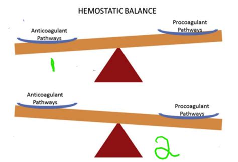 Haemostasis Flashcards Quizlet
