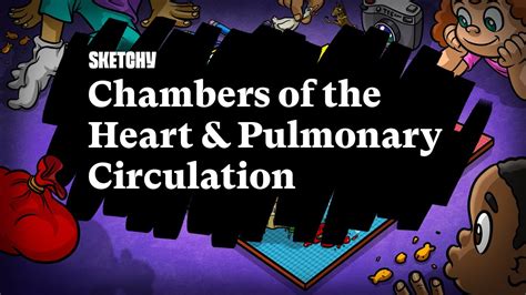 Heart Chambers Pulmonary Circulation Part Sketchy Medical