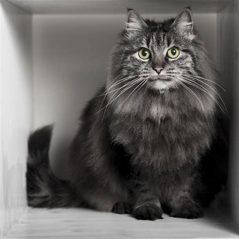 Estas son seis de las razas de gatos más comunes en España y de las