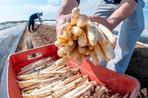 Oferta sezonowej pracy w Niemczech bez języka zbiory szparagów 2022