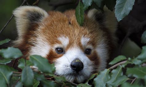 El Panda Rojo El hermoso oso rojo que está en peligro de extinción