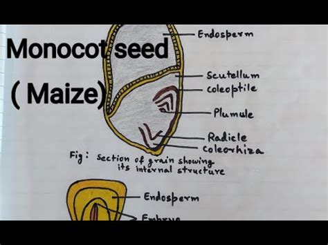How To Draw Monocot Seed Maize Structure Of Maize Grain T S Of