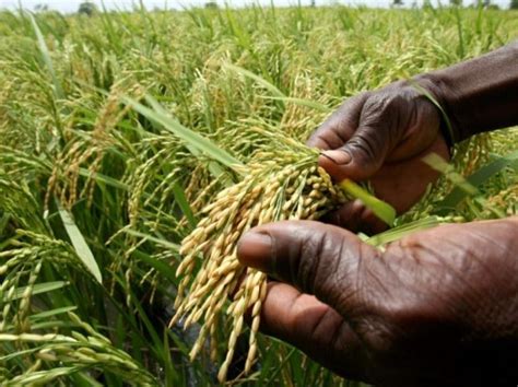 Côte d Ivoire Le riz pluvial représente 80 des productions