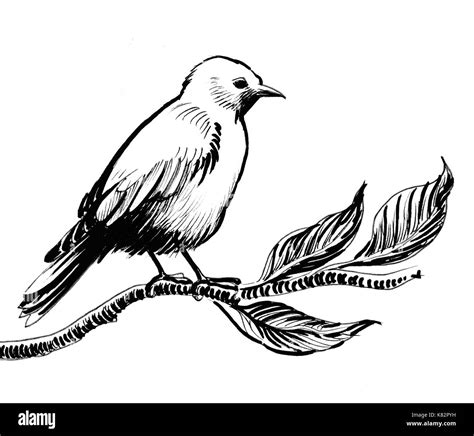 Bird On A Tree Branch Ink Black And White Illustration Stock Photo Alamy