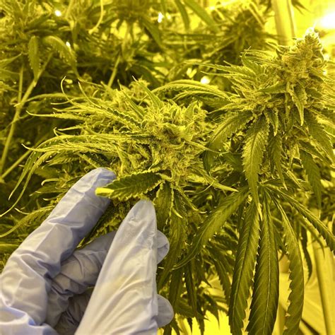LALALA USA 大麻の品種サディバ種 効果とメリットデメリット マリファナのおはなし in ロサンゼルス