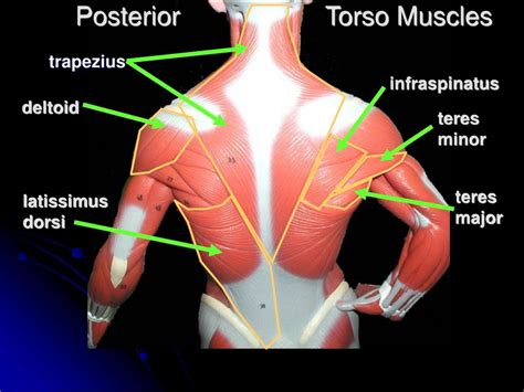 Posterior Muscles Of Torso Anatomy Physiology Emsjunkie Free