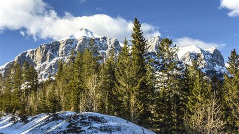 Montañas nevadas detras de pinos Fondo de pantalla 4k HD ID 9484