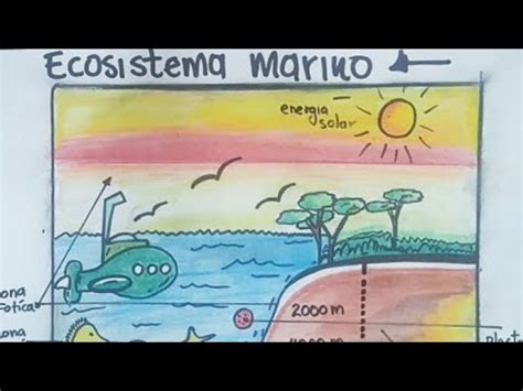 C Mo Dibujar El Ecosistema Marino F Cil Y Sencillo Youtube