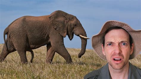 Elephant Penis Costume Telegraph
