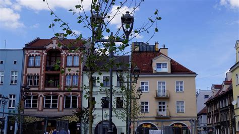 Zdjęcie 8 Na rynek w Gliwicach przyjechały drzewa Zostały nasadzone
