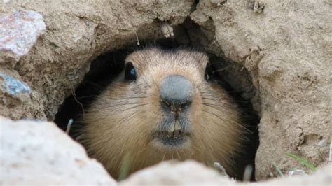 Dia da Marmota o que é quando é comemorado e sua importância