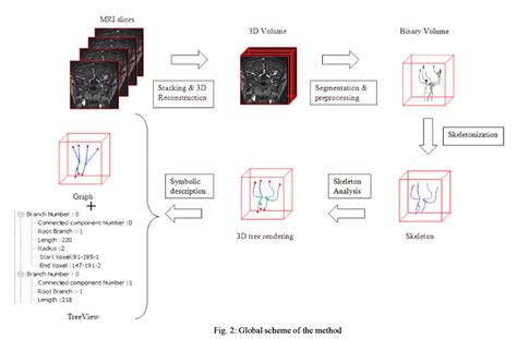 figure 2 from dijkstra s algorithm applied to 3d skeletonization of the brain vascular tree