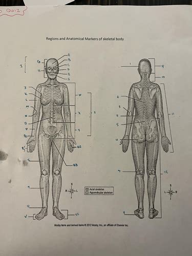 Regions And Anatomical Markers Of Skeletal Body Flashcards Quizlet