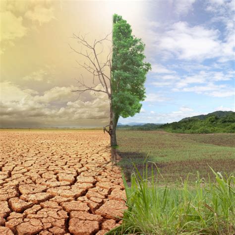 Aquecimento Global Como Evitar Higiclear