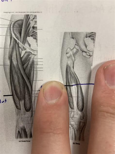 Anterior Leg Diagram Quizlet