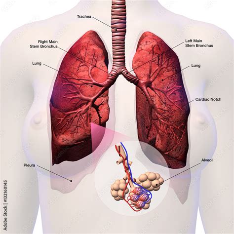 Lungs With Alveoli Labeled Stock Illustration Adobe Stock