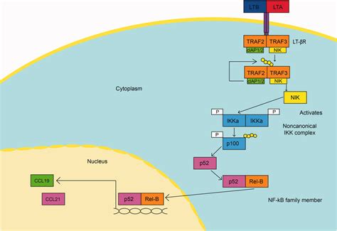 The Non Canonical Nuclear Transcription Factor Kappa B Nf Kb Pathway
