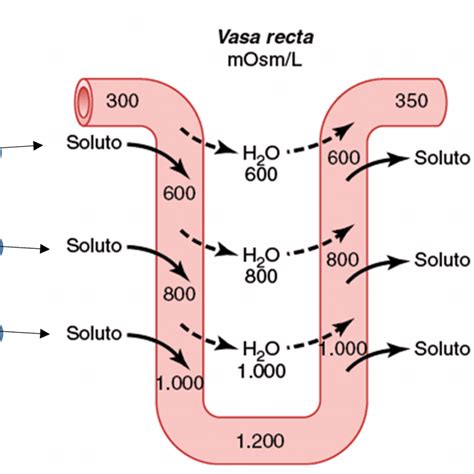 Imagem15 Anatomia Papel E Caneta