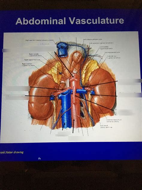 Abdominal Vasculature Diagram Quizlet