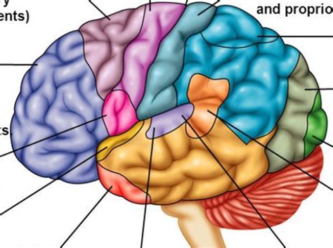 Unit 2 AP Psych Diagram Quizlet