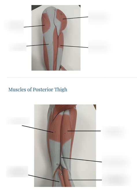 Muscles Of Appendicular Skeleton Posterior Thigh Lower Leg Diagram