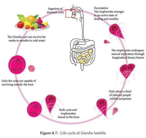 Giardia Lamblia Life Cycle