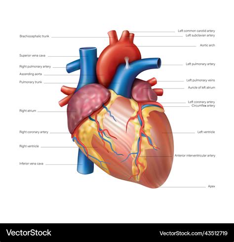 Anatomy Of The Heart Human Royalty Free Vector Image
