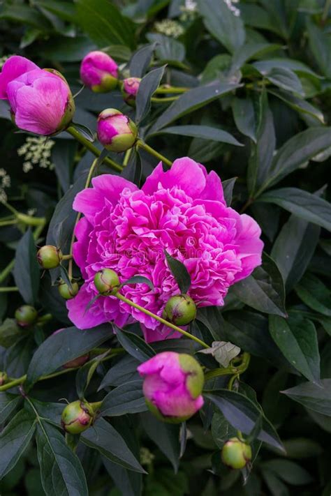 Luxurious Flowers Of Pink Peony In The Midst Of Green Leaves Stock
