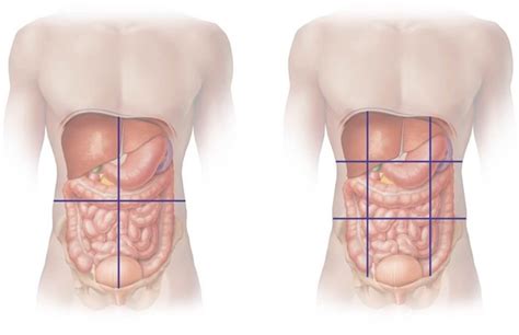The Four Quadrants Nine Regions Of The Abdominopelvic Cavity Diagram