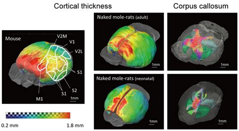 Frontiers Multidimensional MRI CT Atlas Of The Naked Mole Rat Brain
