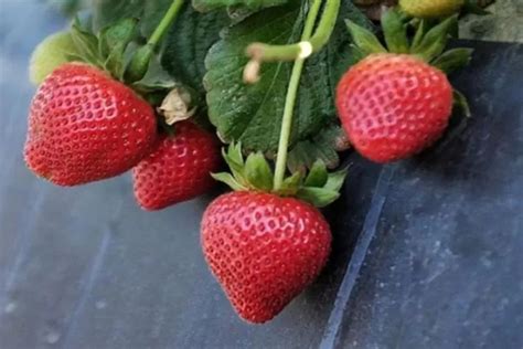 Bisa Bikin Glowing Ternyata Ini 7 Manfaat Buah Strawberry Untuk