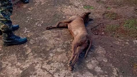 Pitbull Pula Muro Invade Quintal De Guarda E Mata Cachorro Capital