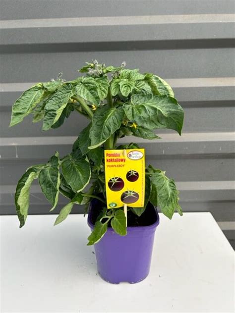 Pomidor Balkonowy Koktajlowy C2 Solanum Lycopersicum Purpleboy F1