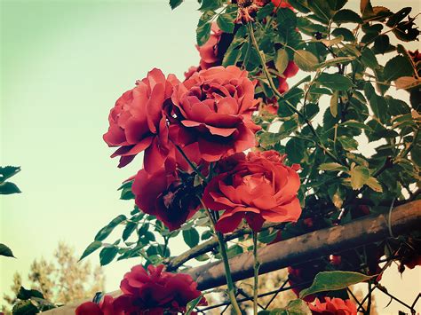 1920x1080 Wallpaper Red Petaled Flower Peakpx