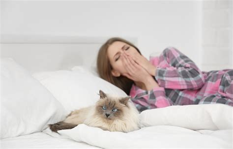 Que Faire Si L On A Une Allergie Aux Chats