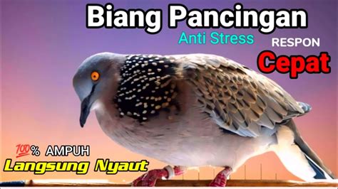 TEKUKUR GACOR Suara Merdu LANGSUNG KONEK BIKIN NYAUT PANCINGAN