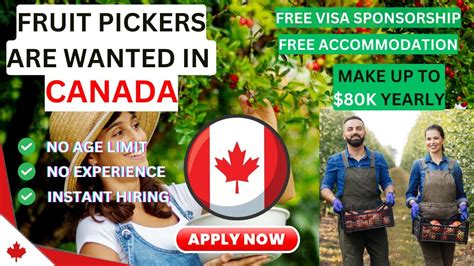Fruit Pickers Jobs In Canada With Free Visa Sponsorship Jobs