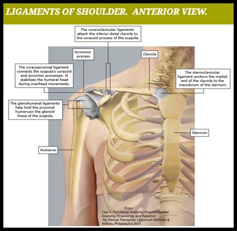 Dr OMID BANDARCHI M D On Twitter LIGAMENTS OF SHOULDER You Can