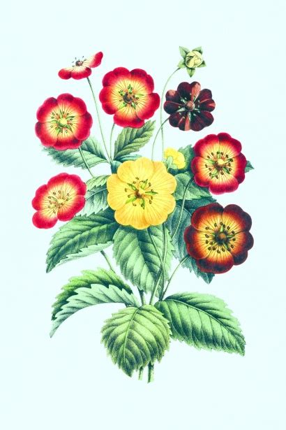 Flower Vintage Art Old Free Stock Photo Public Domain Pictures